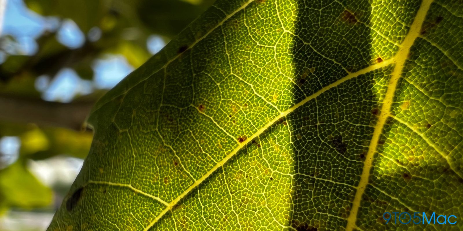 iPhone 13 Pro: How to take macro photos and videos - Top Tech News